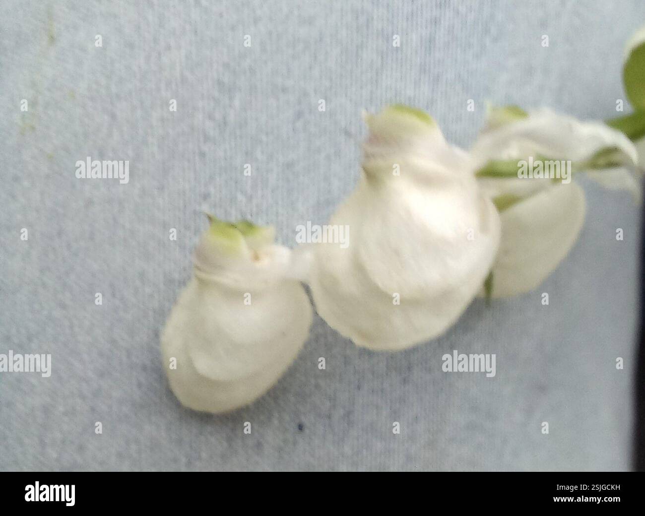 Fanny Kappie (Disperis fanniniae), Plantae, Ingwe Local Municipality ...