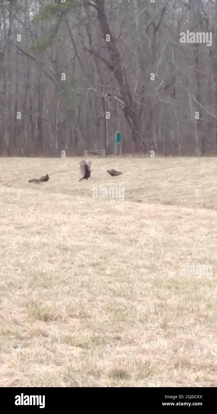 Turkey Vulture (Cathartes aura), Aves, Turkey Swamp Park Stock Photo ...
