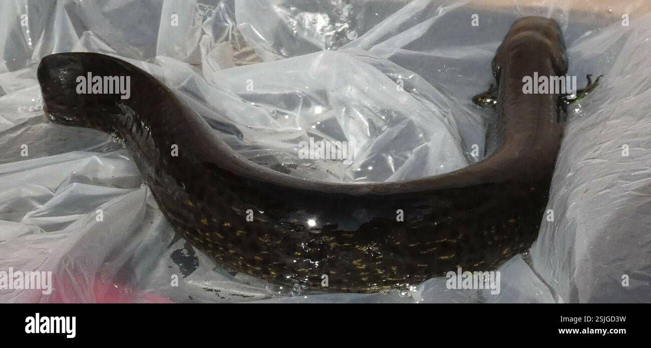 Greater Siren (Siren lacertina), Amphibia, River Rd. Preserve: Putnam ...