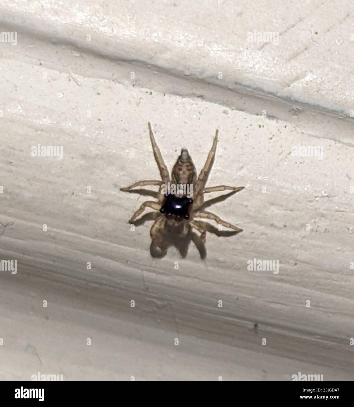 Typical Jumping Spiders (Salticinae), Arachnida, Patulul, Guatemala ...