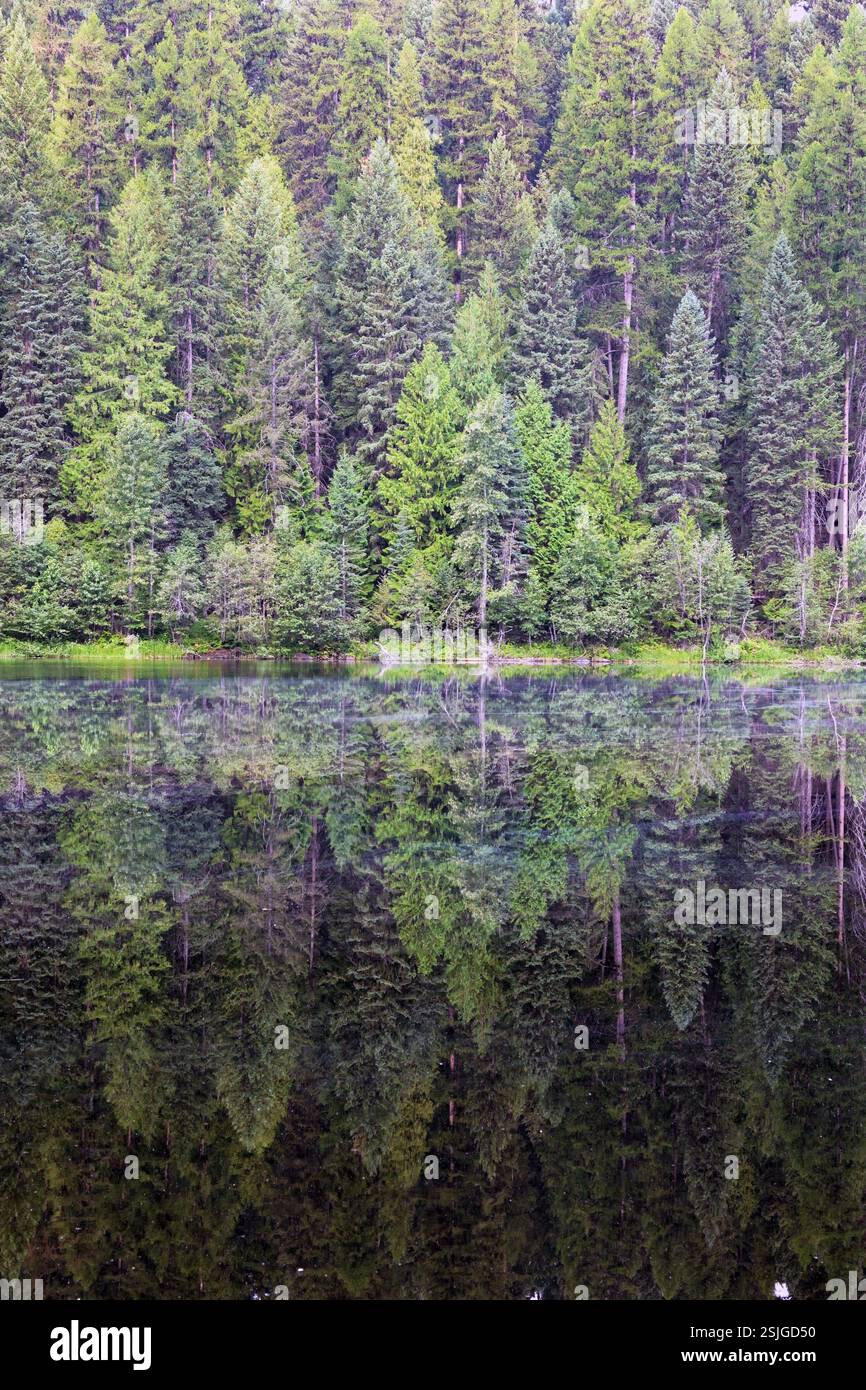 Mountain Lake & Old-growth Forest in summer. Purcell Range, northwest ...