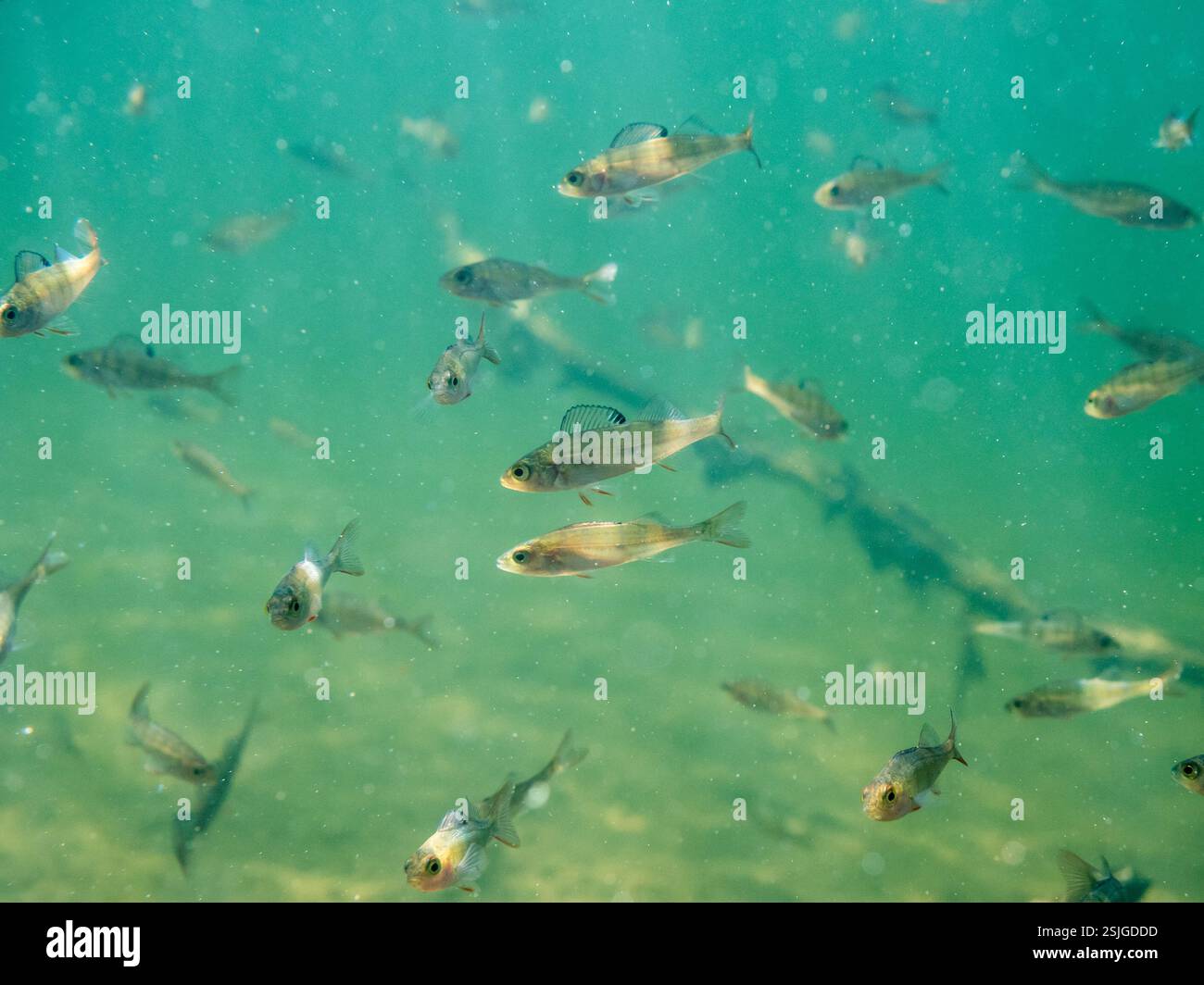 School small fish underwater near hi-res stock photography and images ...