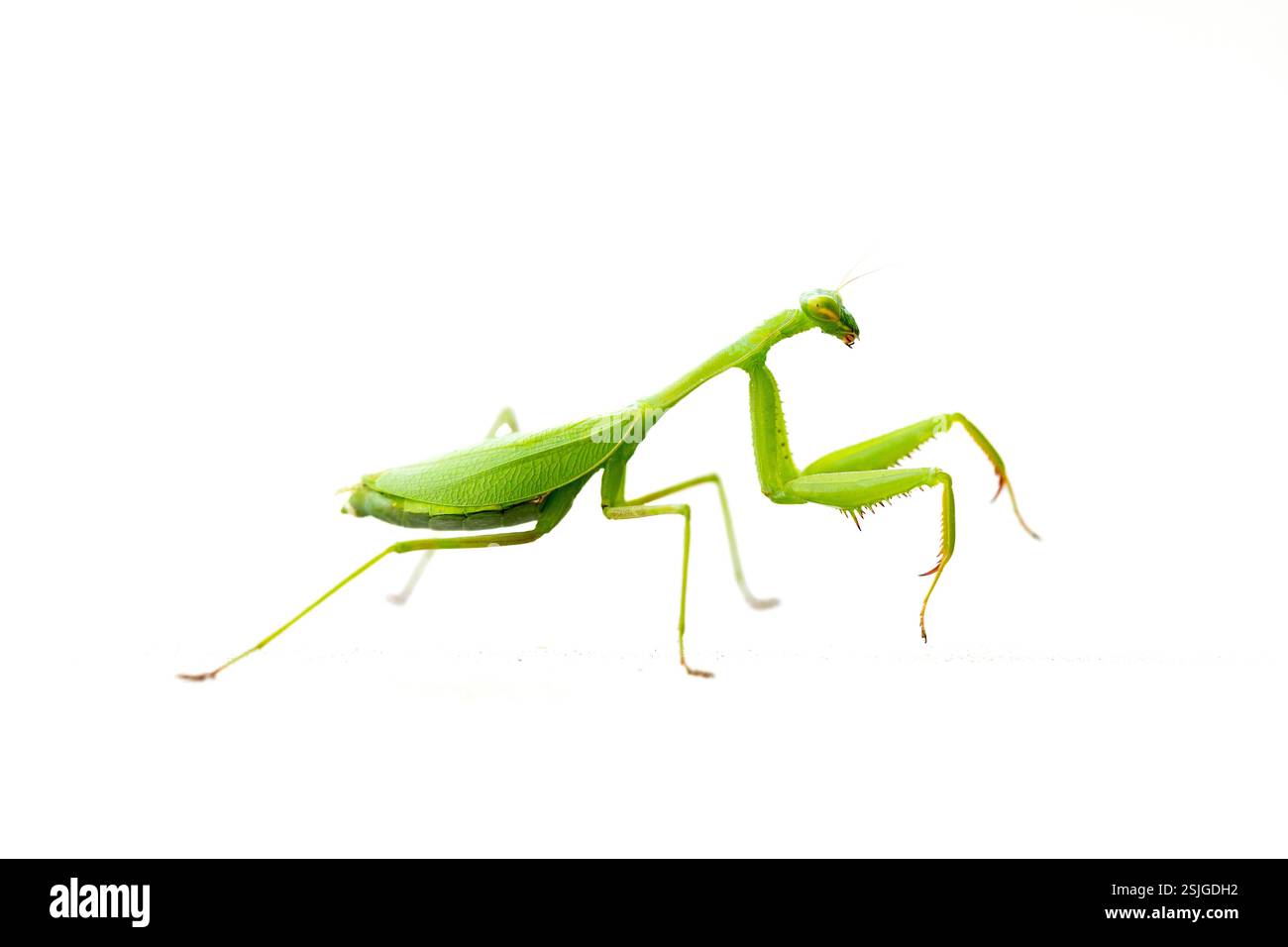 Africa, Garden Route, George, green insect, praying mantis Stock Photo ...