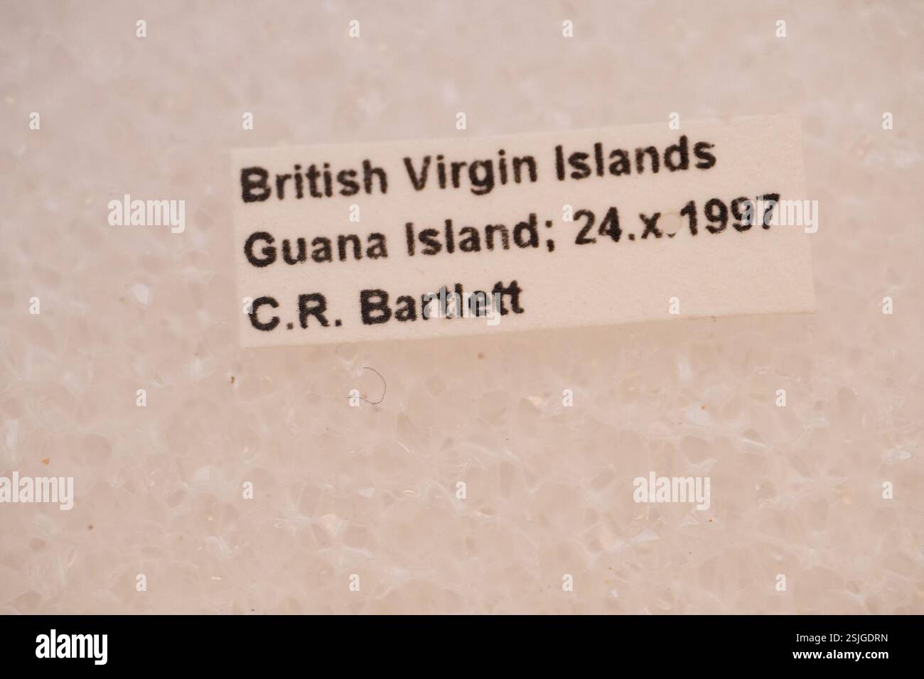 Broad-nosed Weevils (Entiminae), Insecta, Guana Island, British Virgin ...