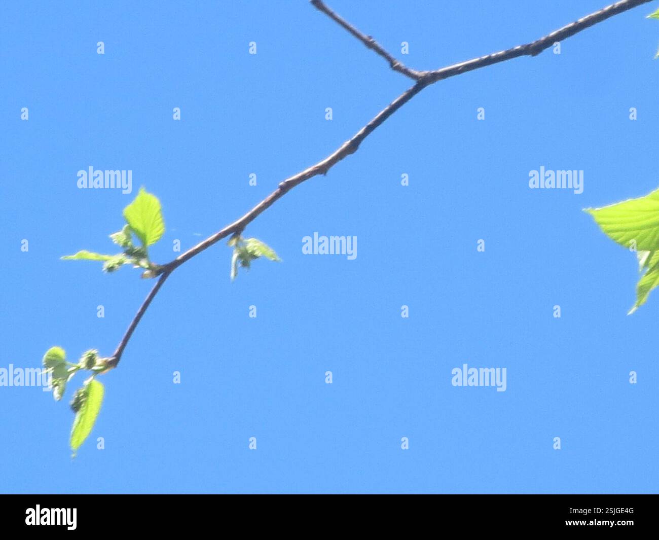 Mulberries (Morus), Plantae, Windsor Forest, Savannah, GA, USA, has big ...