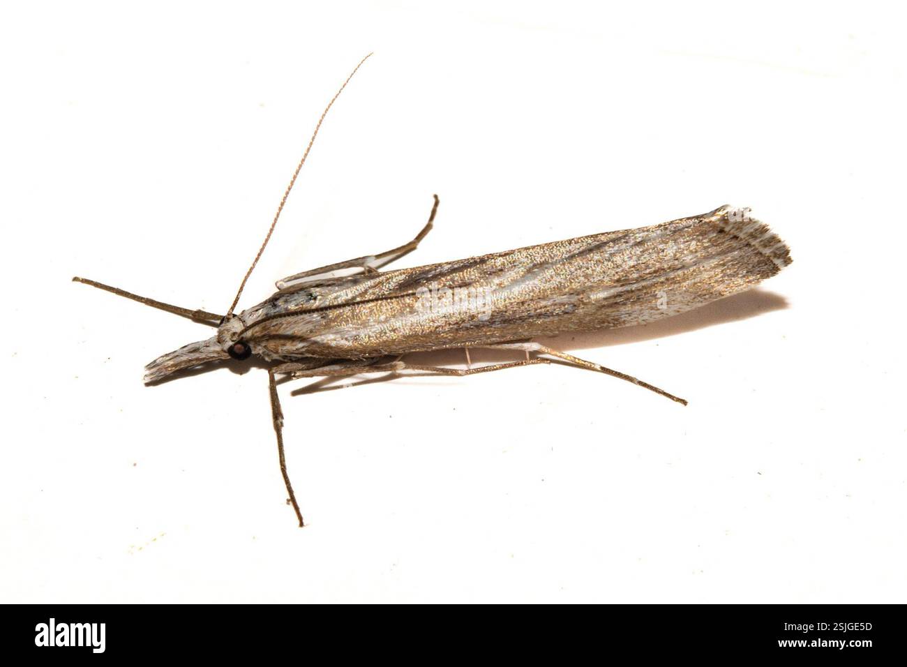 (Orocrambus sophistes), Insecta, St Bathans, New Zealand, Looks to be a ...