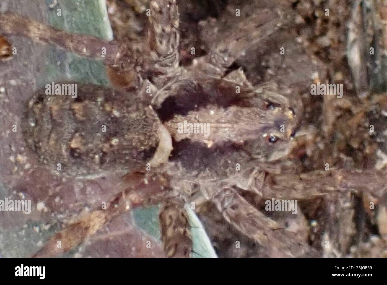 Wolf Spiders (Lycosidae), Arachnida, Sabiepark, Sabie Park, 1260, South ...