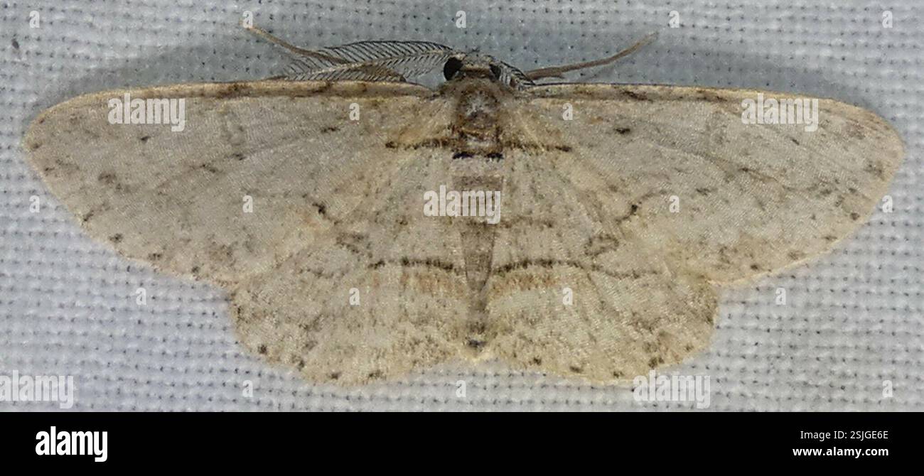 Brown-shaded Gray (Iridopsis defectaria), Insecta, River Rd. Preserve ...
