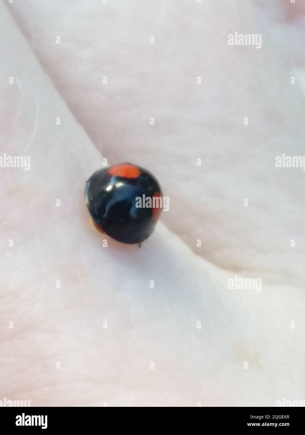 Cactus Lady Beetle (Chilocorus cacti), Insecta, Windsor Forest ...