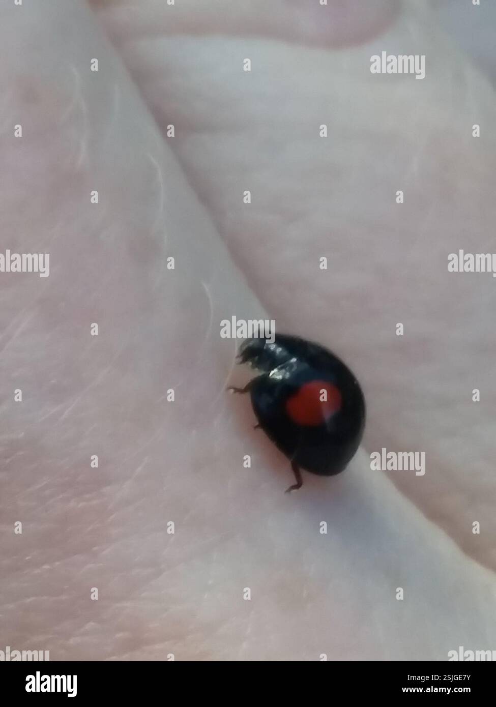 Cactus Lady Beetle (Chilocorus cacti), Insecta, Windsor Forest ...