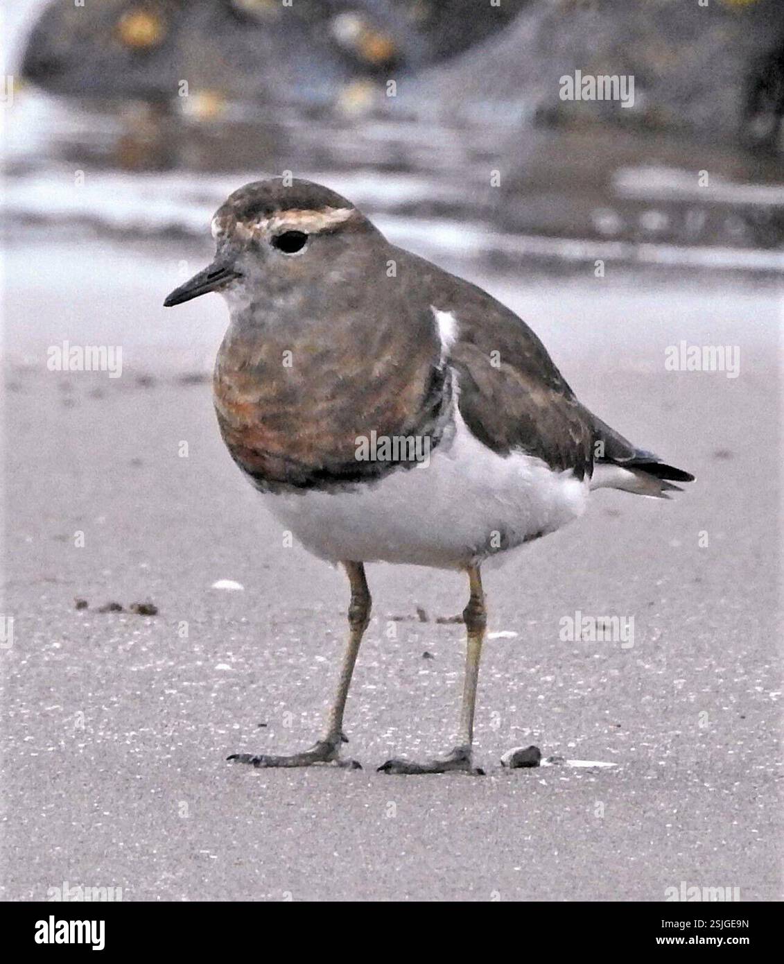 Rufous-chested Dotterel (Zonibyx modestus), Aves, Tres Arroyos ...
