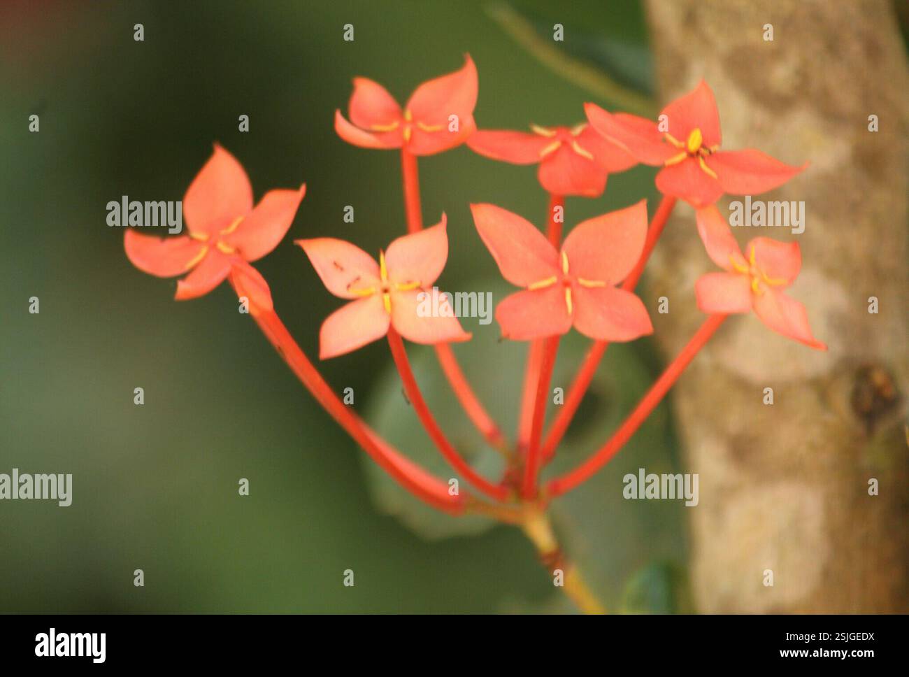 Jungle flame (Ixora coccinea), Plantae, Mysore Division, Karnataka ...