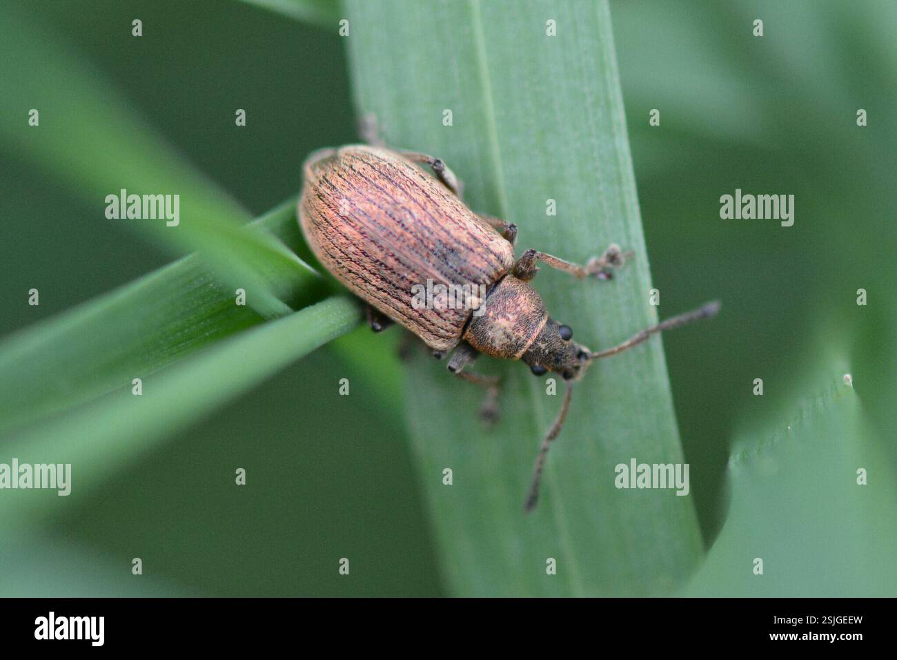 Common Leaf Weevil (Phyllobius pyri), Insecta, 5072 Oeschgen, Schweiz ...