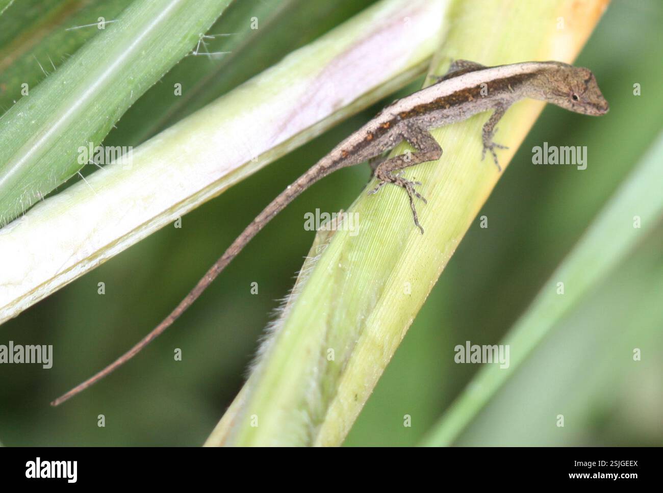 Copper Anole (Anolis cupreus), Reptilia, Alajuela Province, Alajuela ...