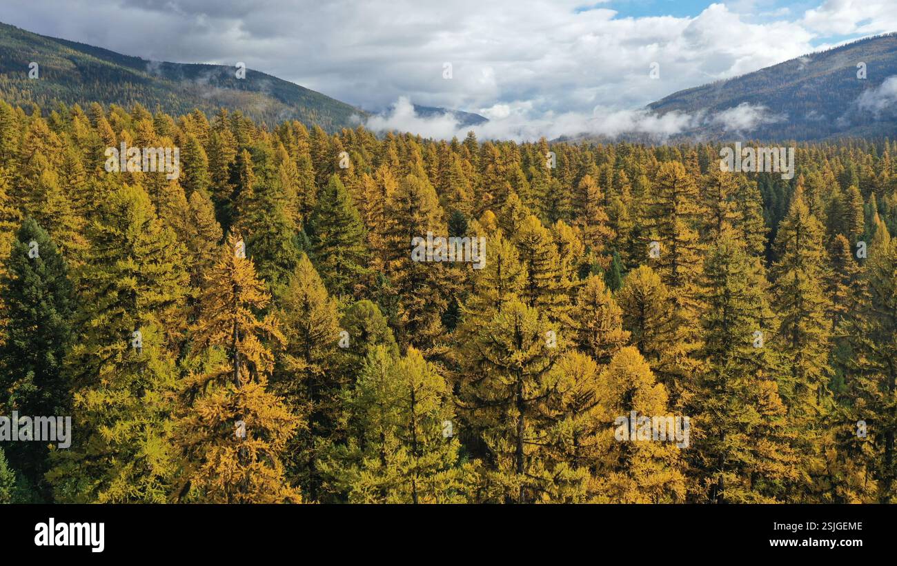 Aerial view of old-growth western larch forest in fall. Yaak Valley ...