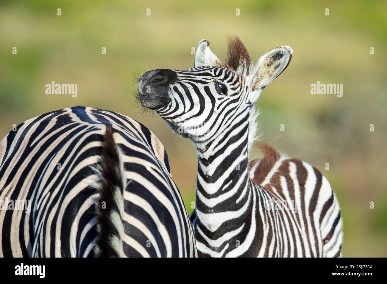 Zebra rubbing head on mother hi-res stock photography and images - Alamy