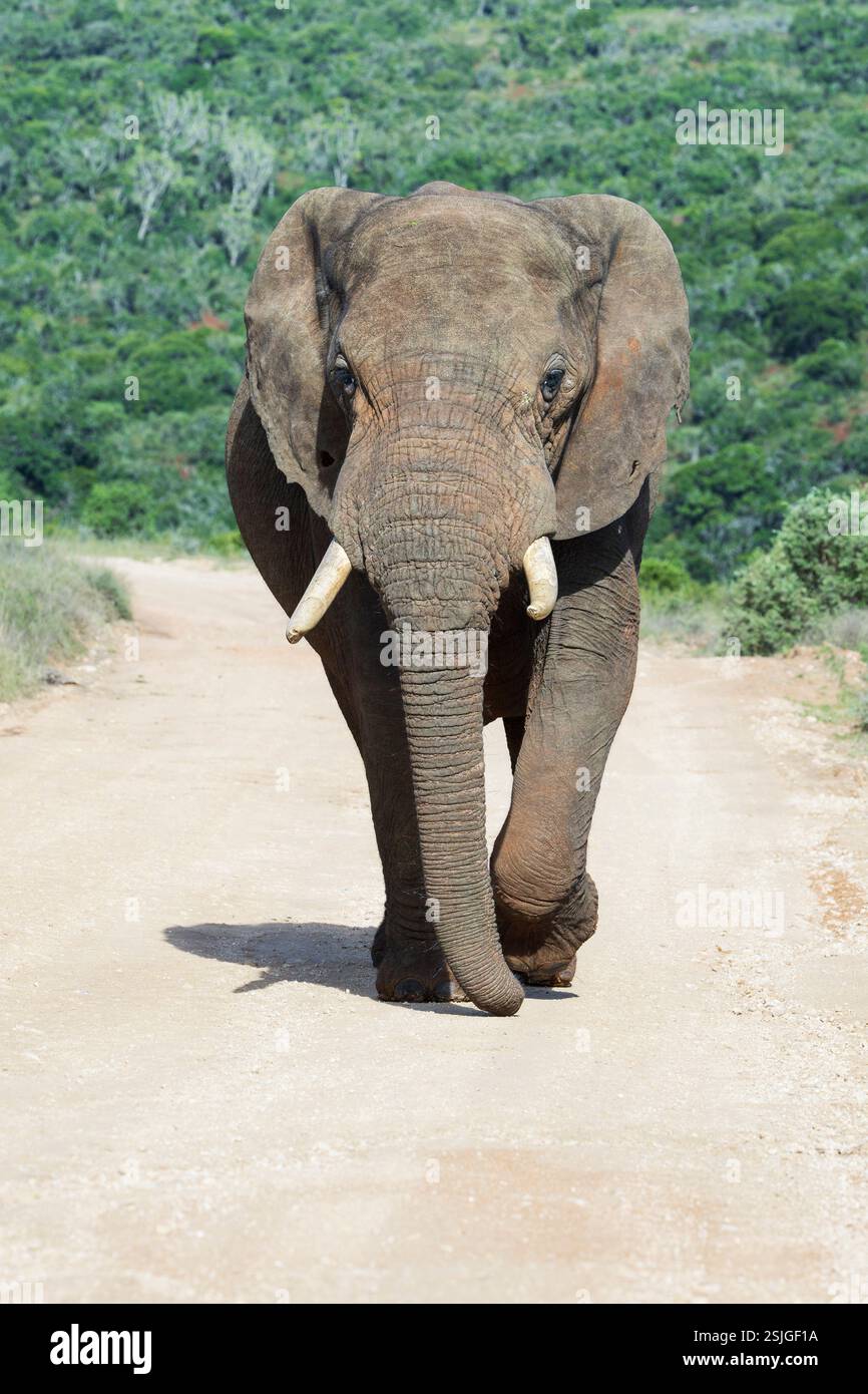 Elephant Bull on road, Addo Elephant National Park, South Africa Stock ...