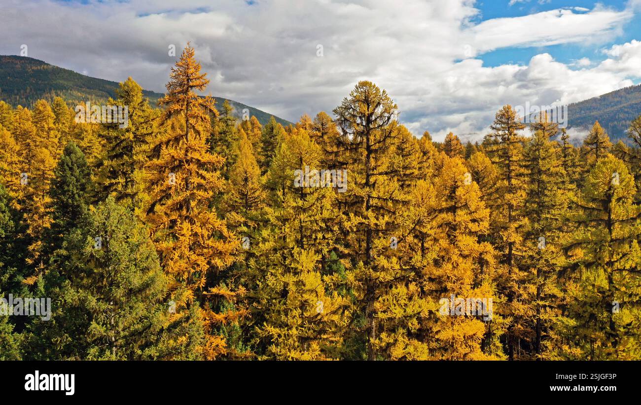 Aerial view of old-growth western larch forest in fall. Yaak Valley ...