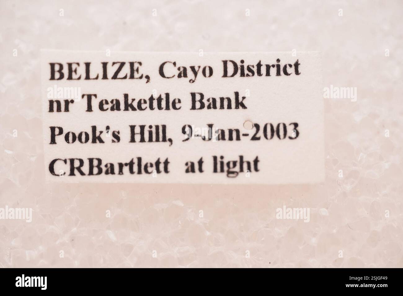 Pinhole Borer Beetles (Platypodinae), Insecta, Cayo District, Belize ...