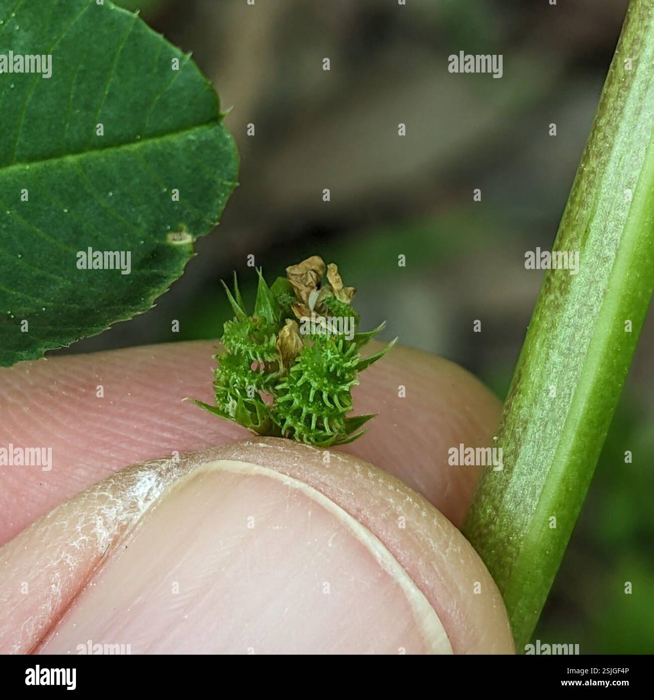 bur clover (Medicago polymorpha), Plantae, Westwood, Los Angeles, CA ...