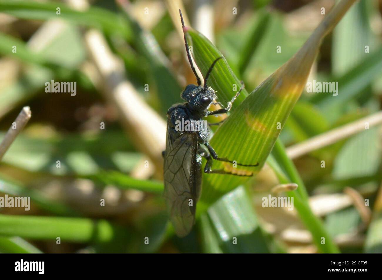 Sawflies, Horntails, and Wood Wasps (Symphyta), Insecta, Hamilton ...