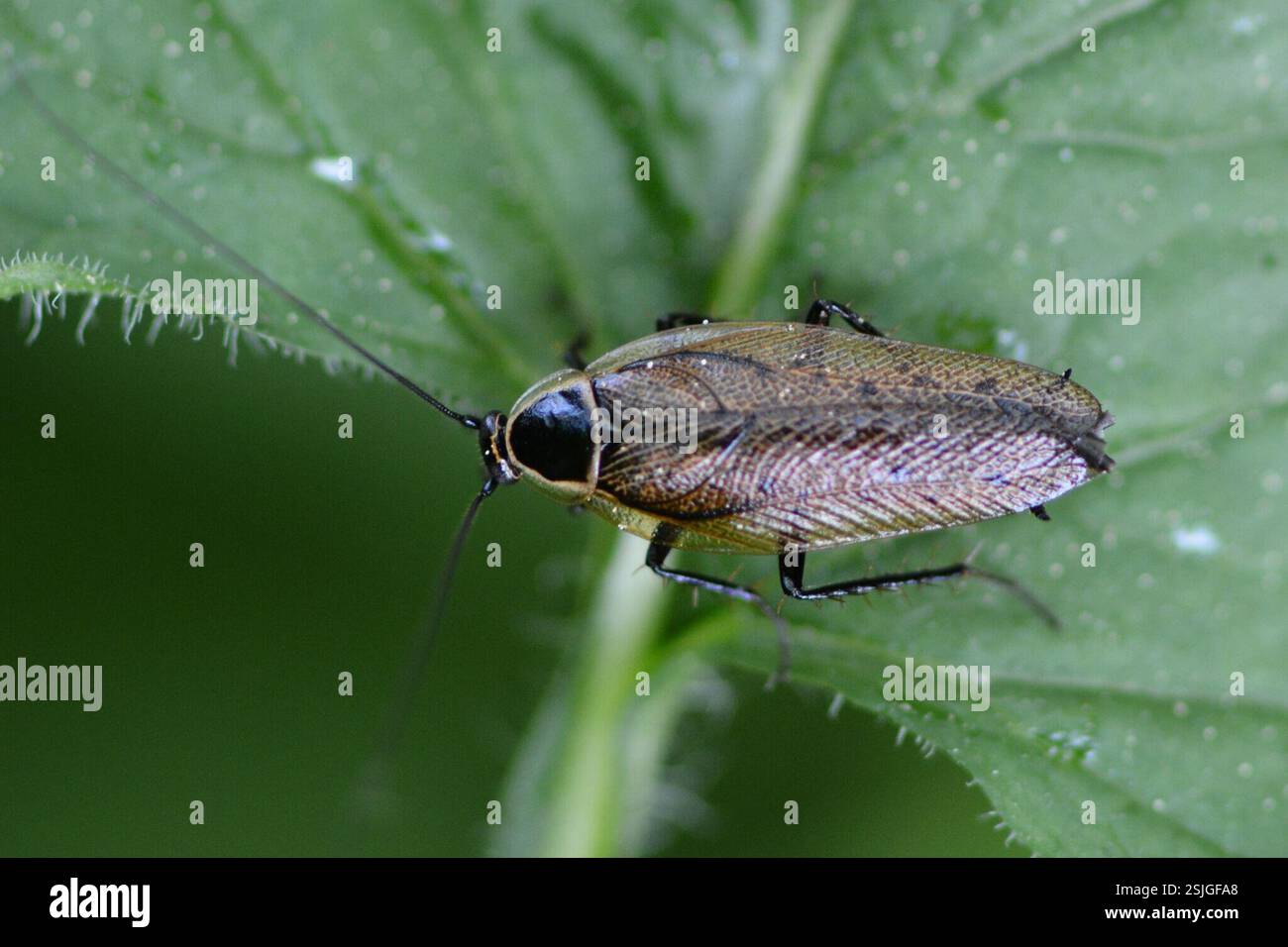 Forest Cockroach (Ectobius sylvestris), Insecta, 5072 Oeschgen, Schweiz ...