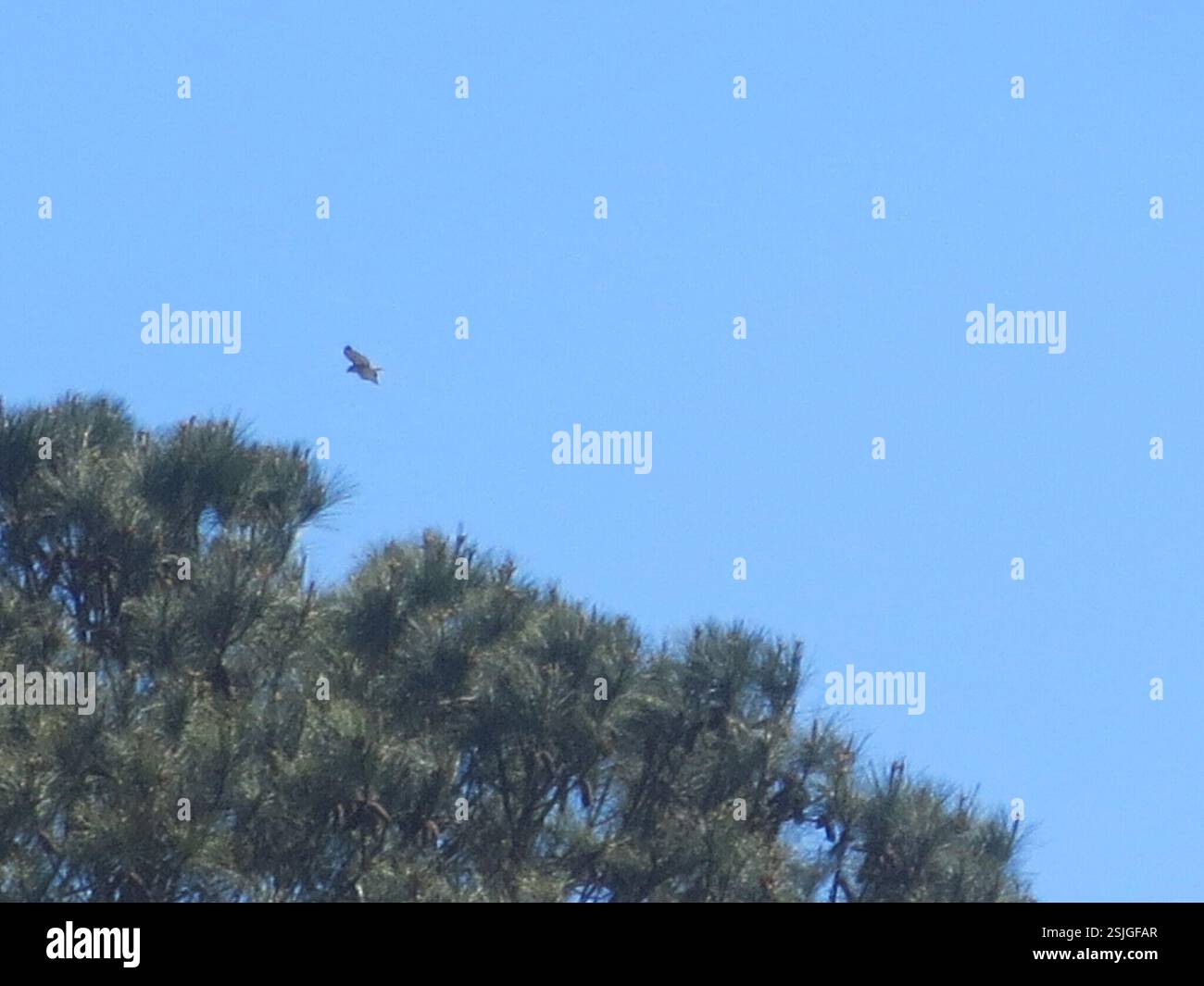Red-tailed Hawk (Buteo jamaicensis), Aves, Coastal Georgia Botanical ...