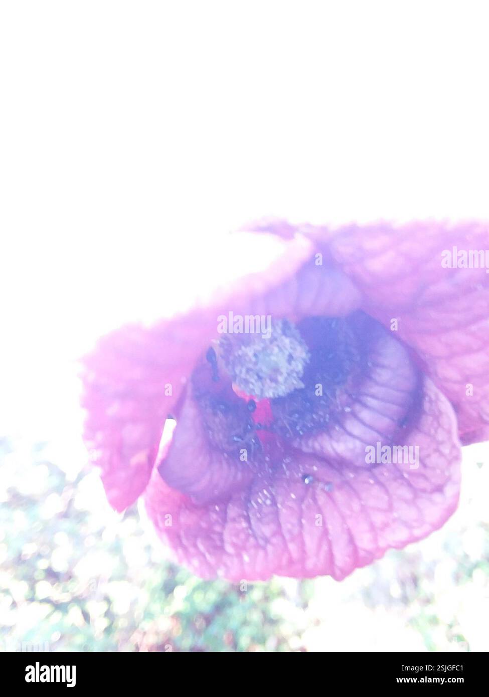 American Winter Ant (Prenolepis imparis), Insecta, Windsor Forest ...