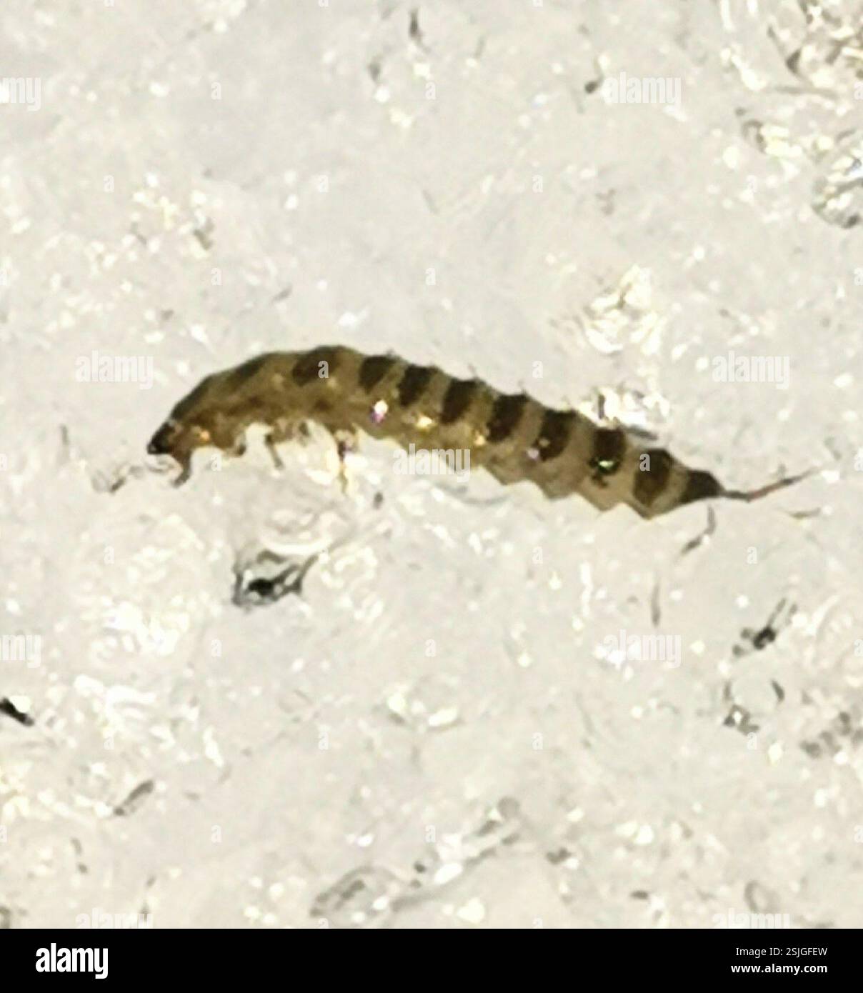 Beetles (Coleoptera), Insecta, 31160 Urjala, Suomi Stock Photo - Alamy