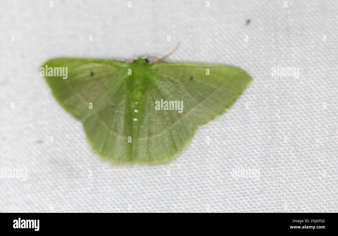Emerald Moths (Geometrinae), Insecta, Heredia Province, Sarapiqui ...