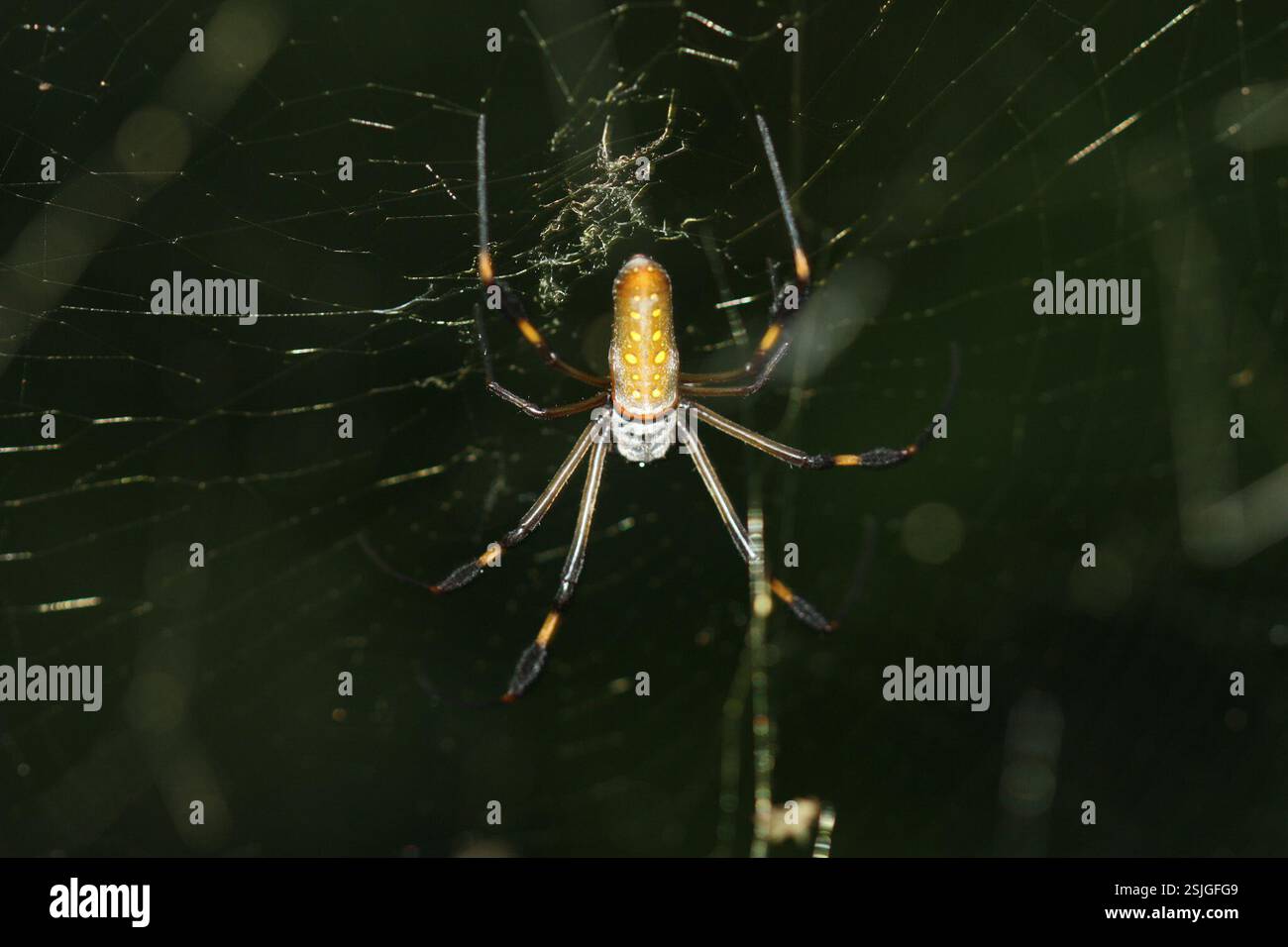 Golden Silk Spider (Trichonephila clavipes), Arachnida, Heredia ...