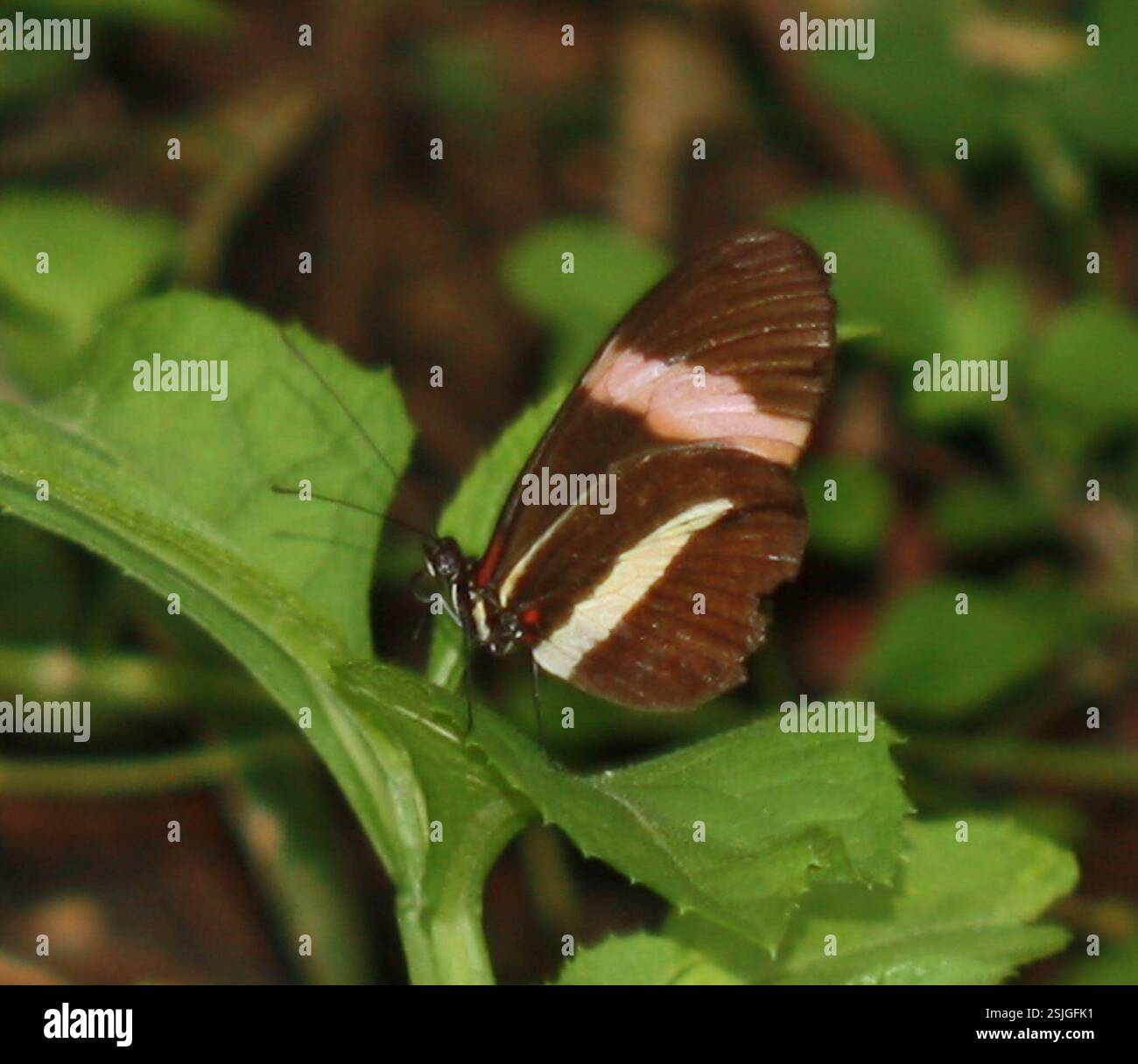 (Heliconius melpomene rosina), Insecta, Alajuela Province, Alajuela ...