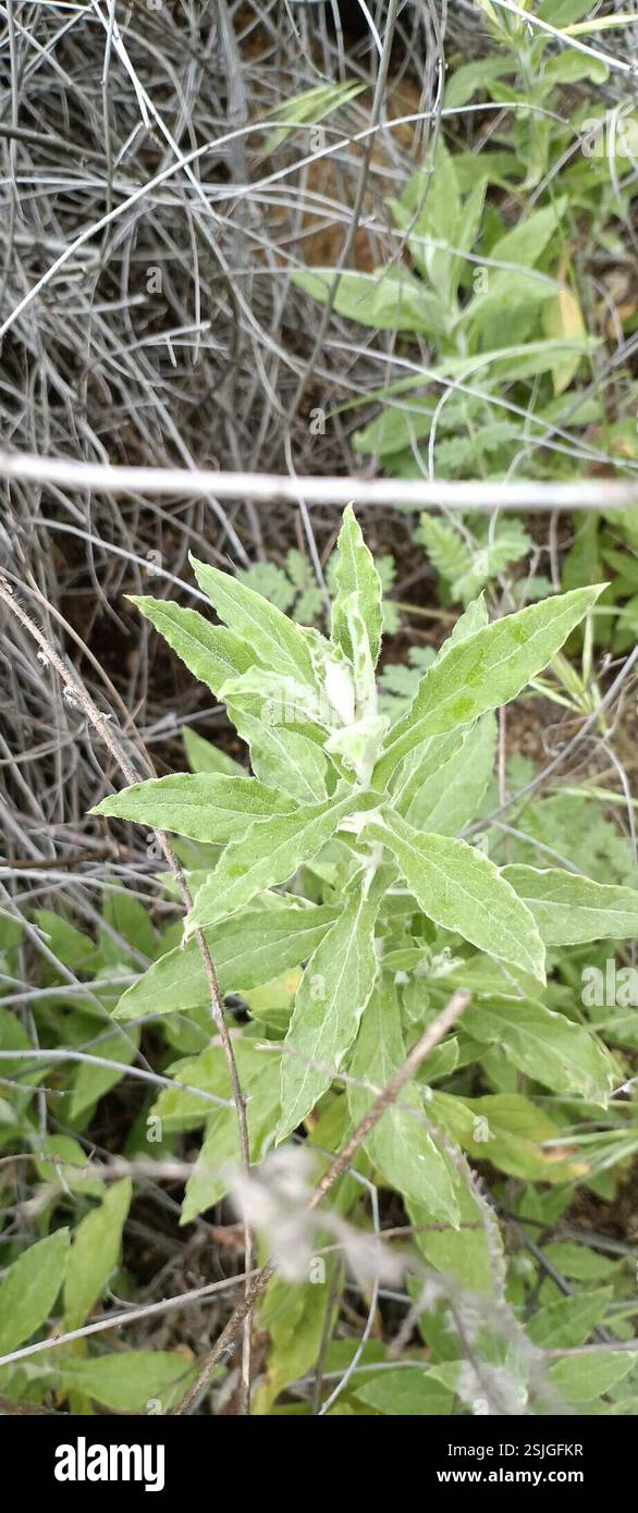 two-color rabbit tobacco (Pseudognaphalium biolettii), Plantae, Los ...