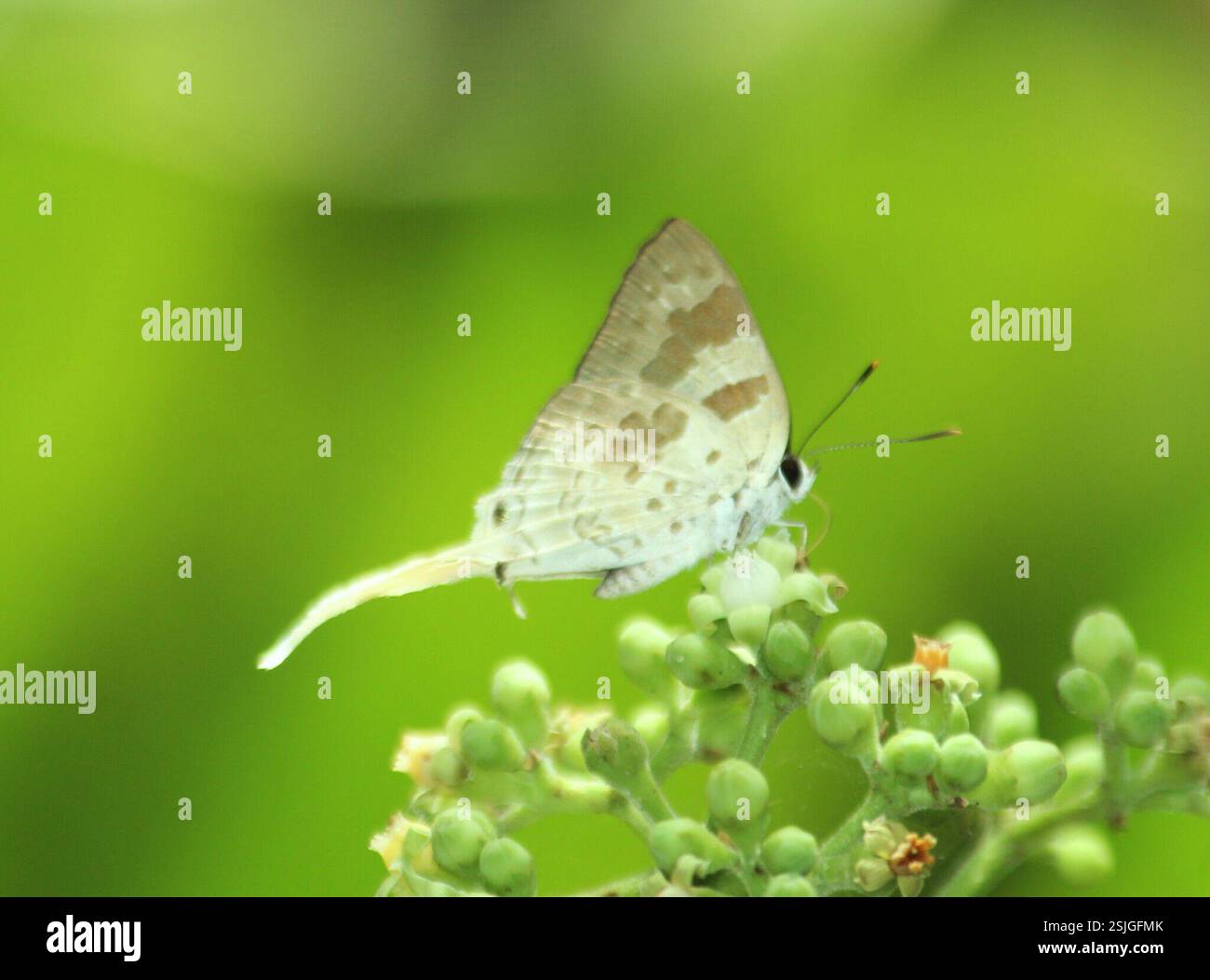 Sword-tailed Flash (Bindahara phocides), Insecta, Mysore Division ...