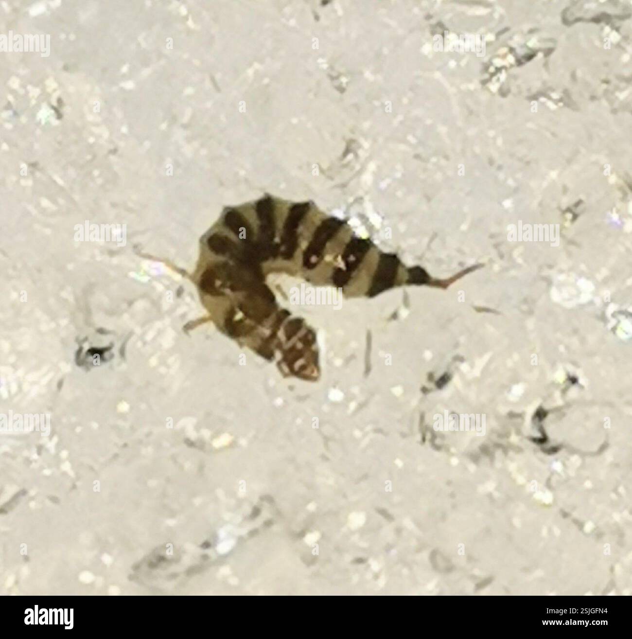 Beetles (Coleoptera), Insecta, 31160 Urjala, Suomi Stock Photo - Alamy