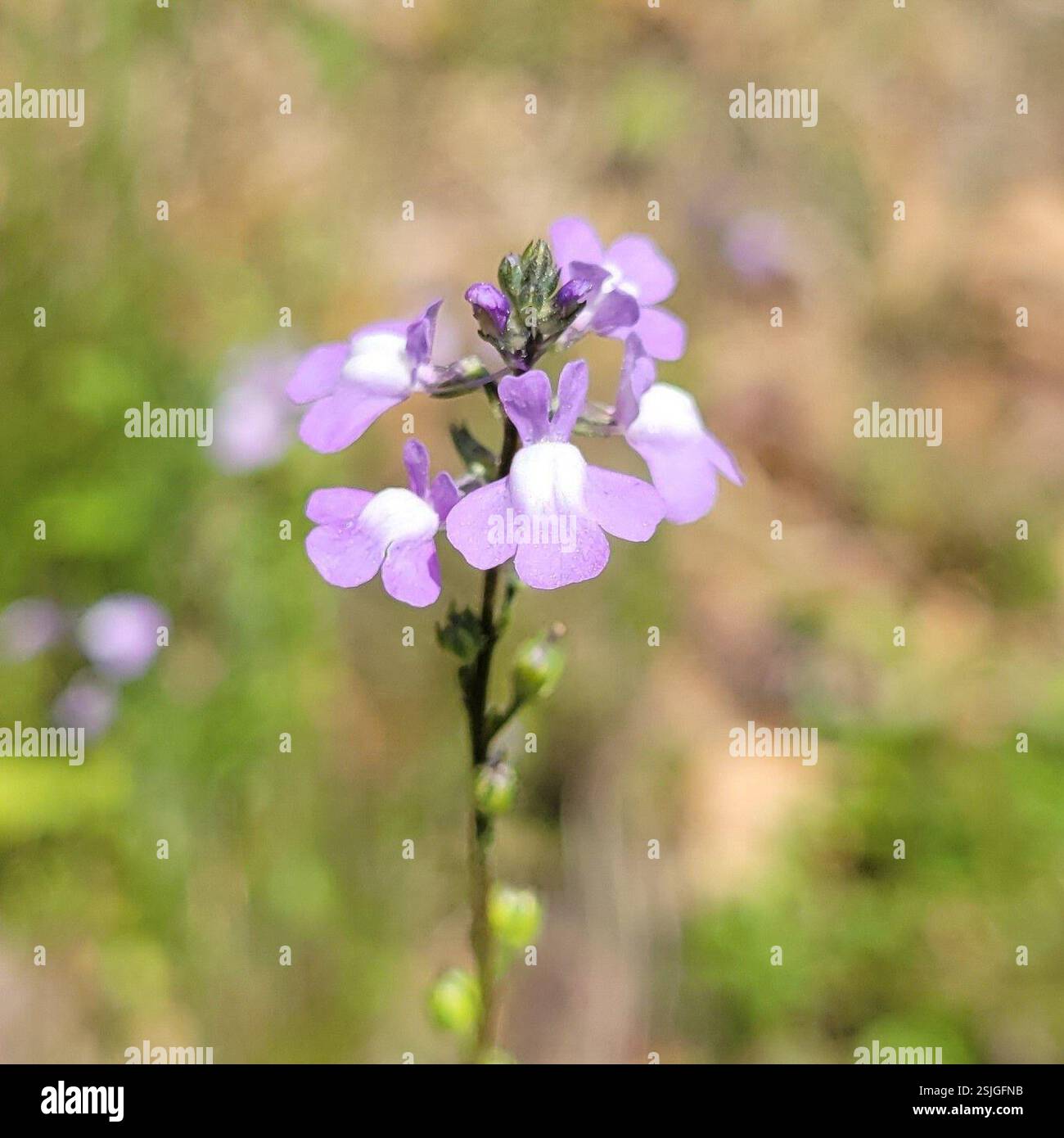 blue toadflax (Nuttallanthus canadensis), Plantae, Grovetown, GA 30813 ...