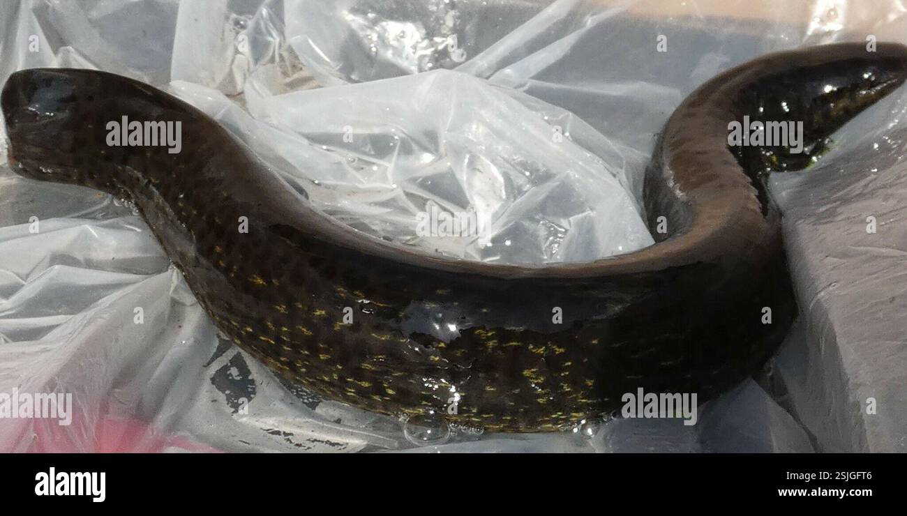 Greater Siren (Siren lacertina), Amphibia, River Rd. Preserve: Putnam ...