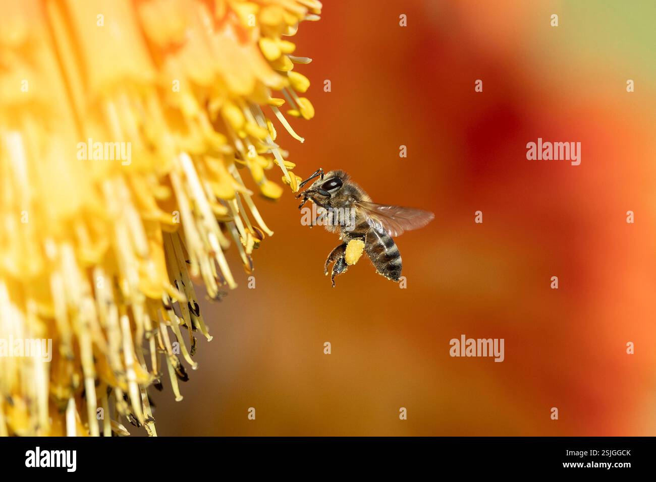 Honey bee on Aloe flower, Garden Route National Park, South Africa ...