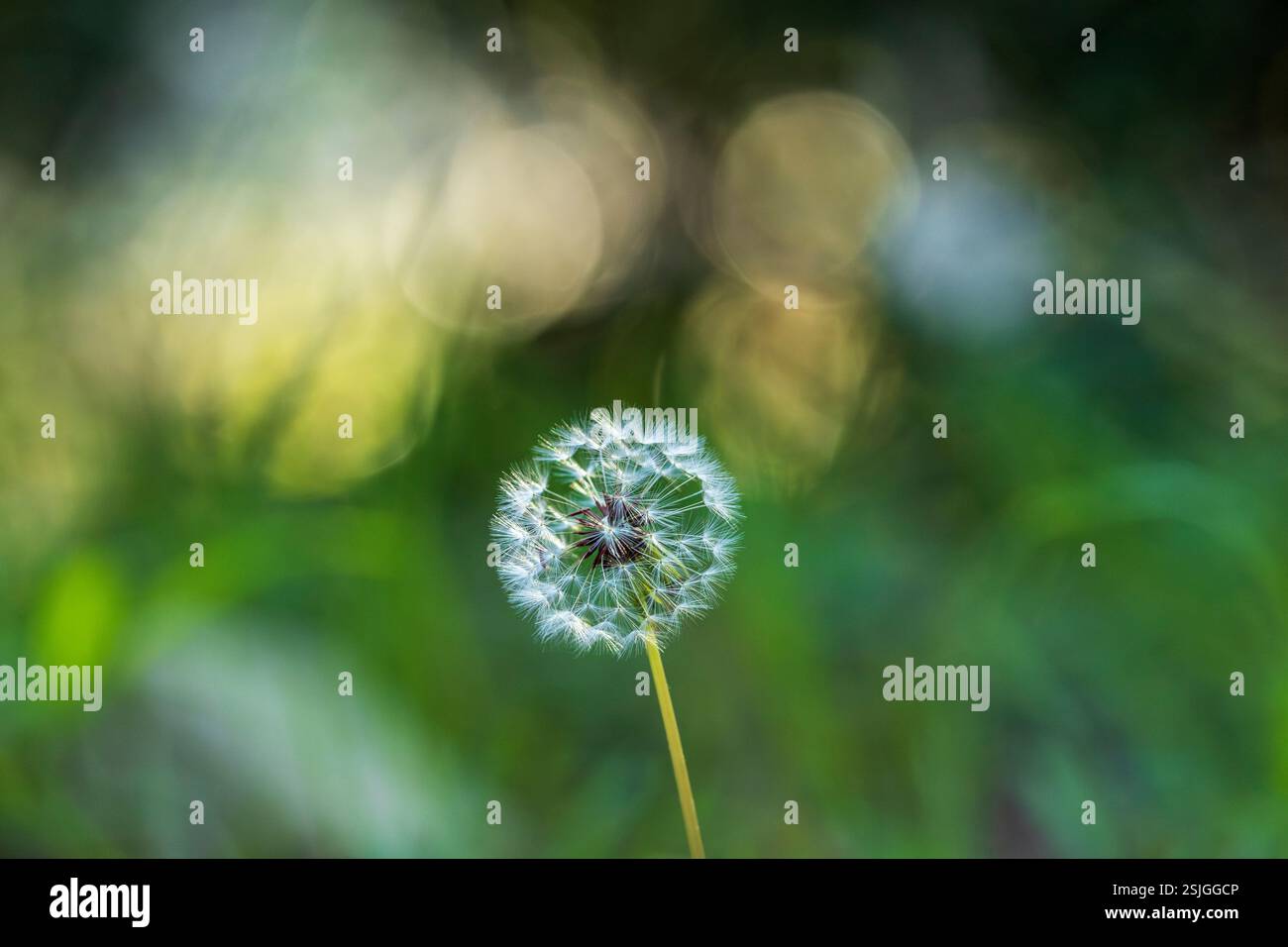 Dandelion flower, Garden Route National Park, South Africa Stock Photo ...