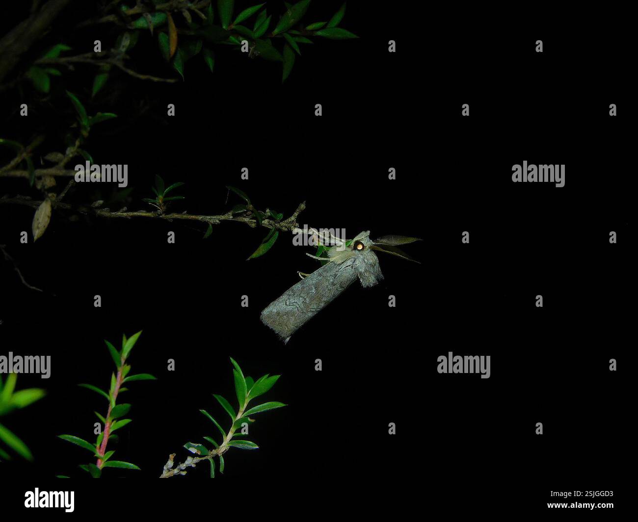 (Hobartina amblyiodes), Insecta, Hobart TAS, Australia Stock Photo - Alamy