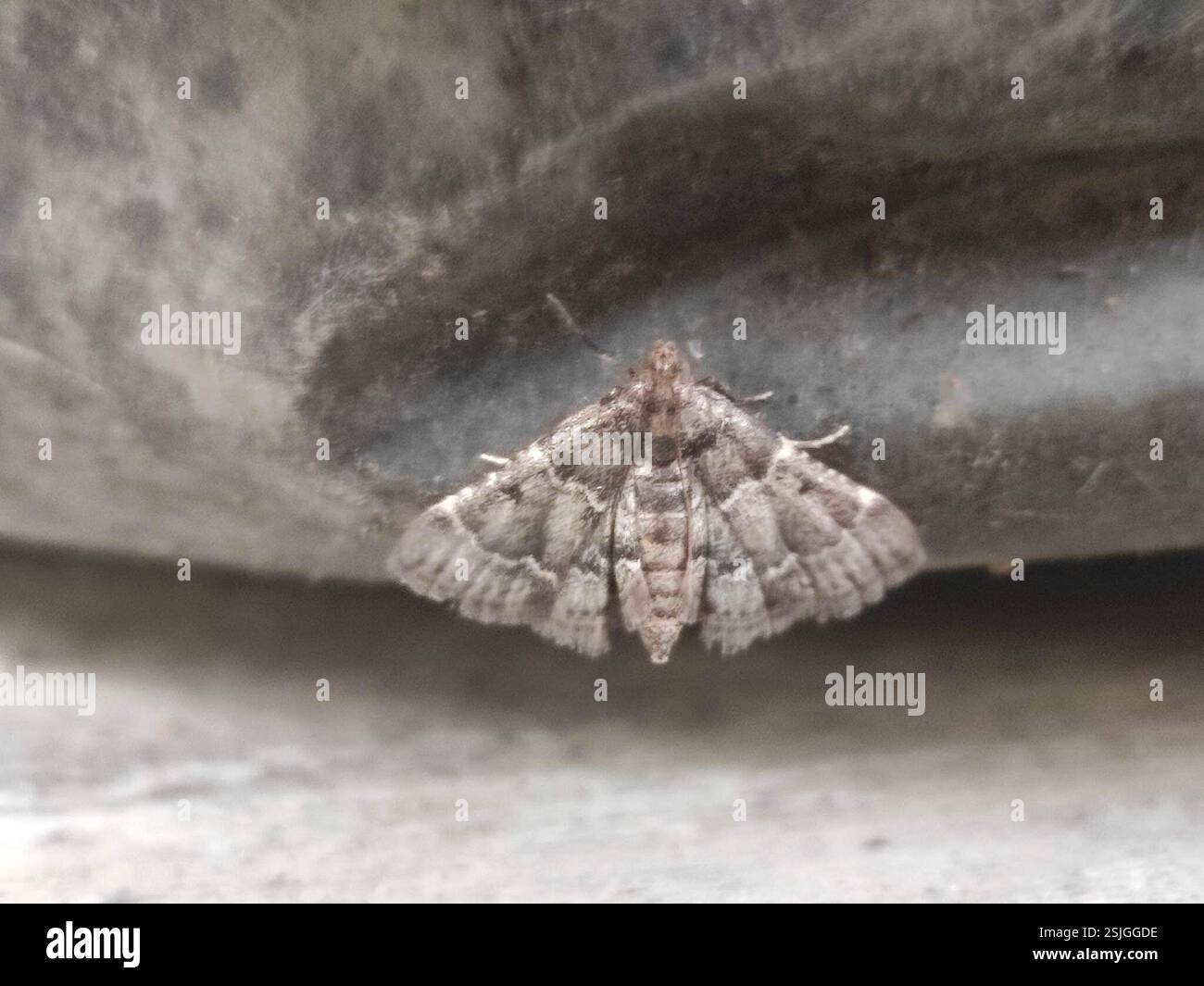 Tropical Meal Moth (Pyralis manihotalis), Insecta, Kawkareik Stock ...