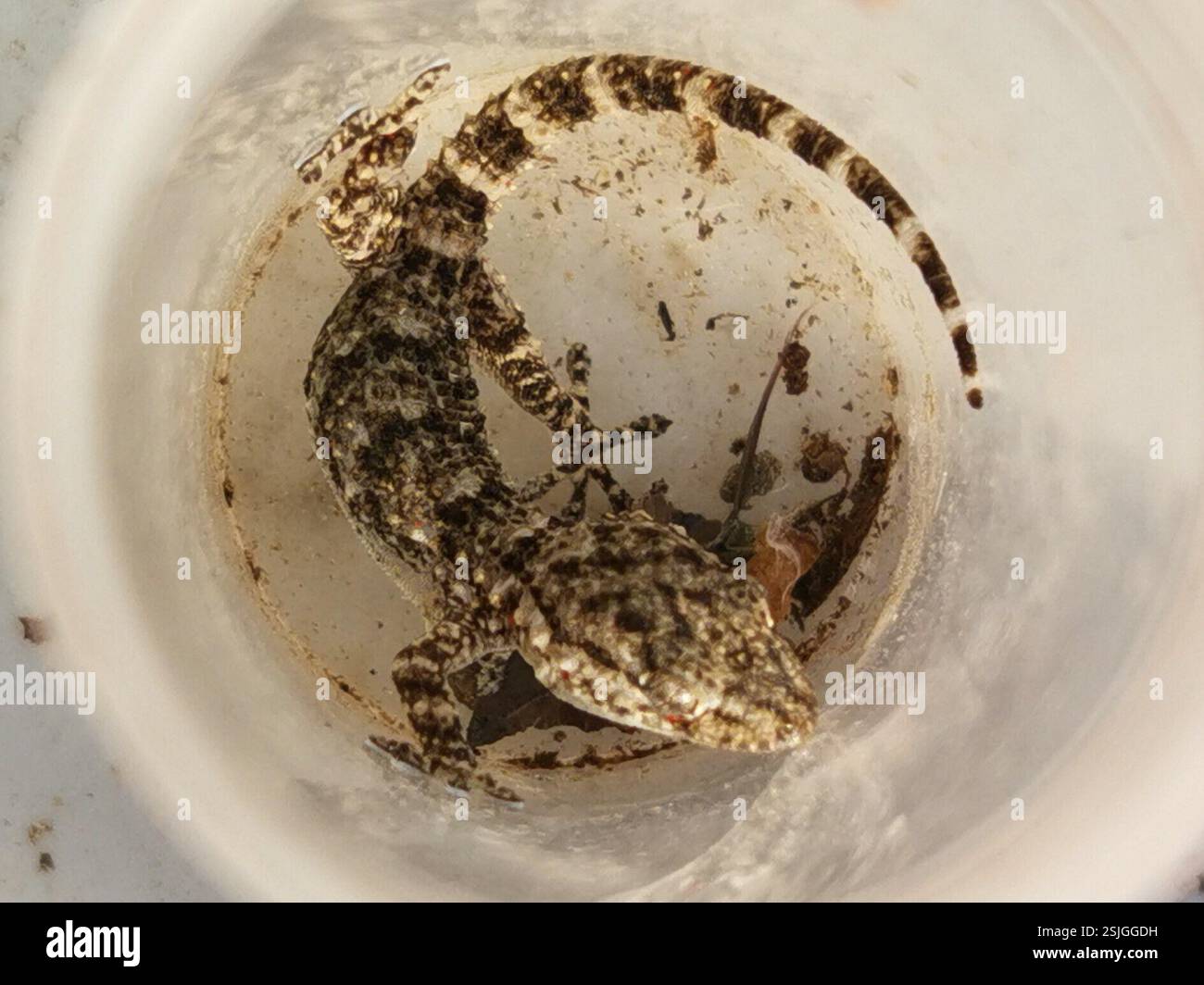 Moorish Gecko (Tarentola mauritanica), Reptilia, 34800 Clermont-l ...