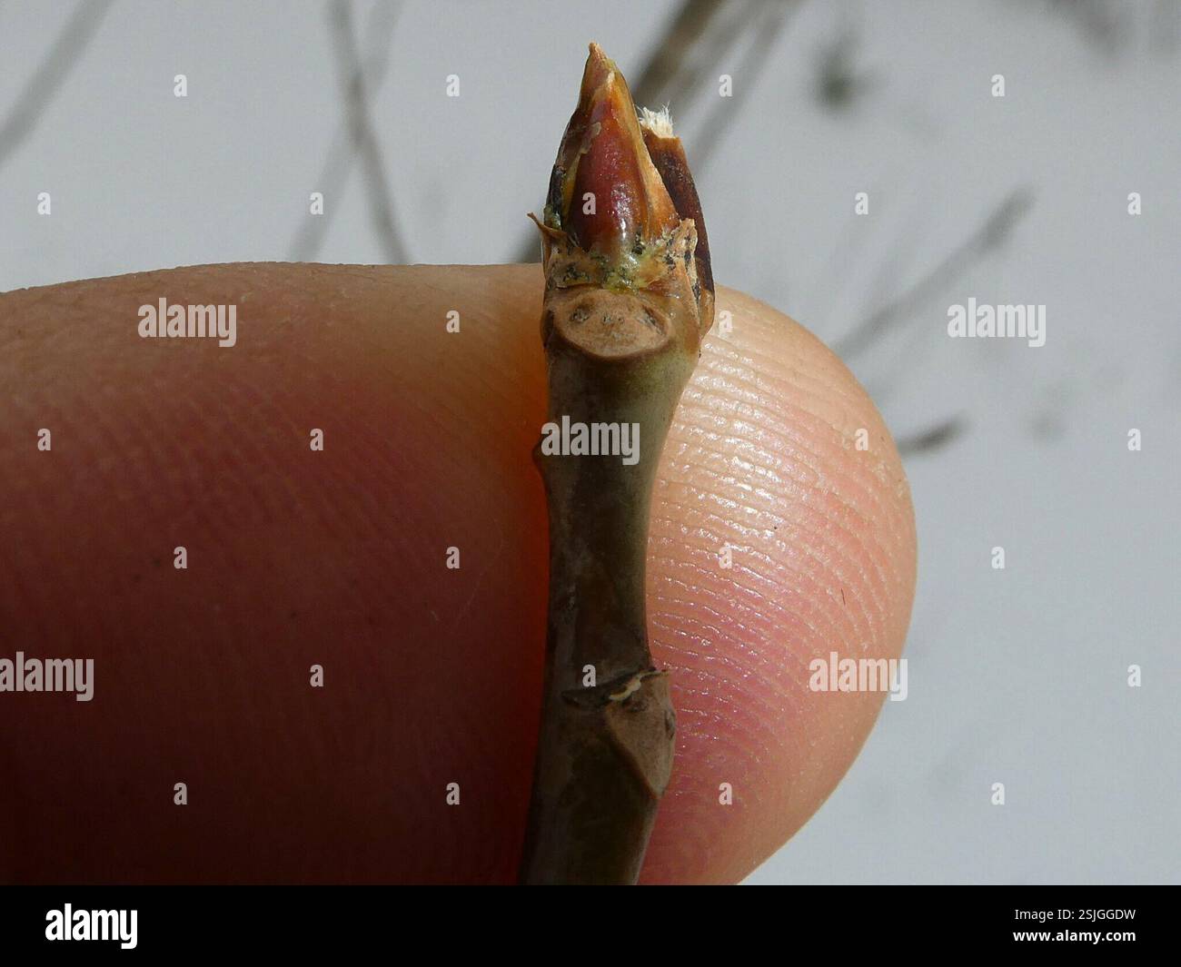 Eastern Cottonwood (Populus deltoides), Plantae, Warren, VT 05674, USA ...