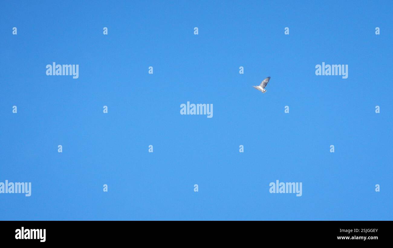 Variable Hawk (Geranoaetus polyosoma), Aves, El Loa, Antofagasta, Chile ...