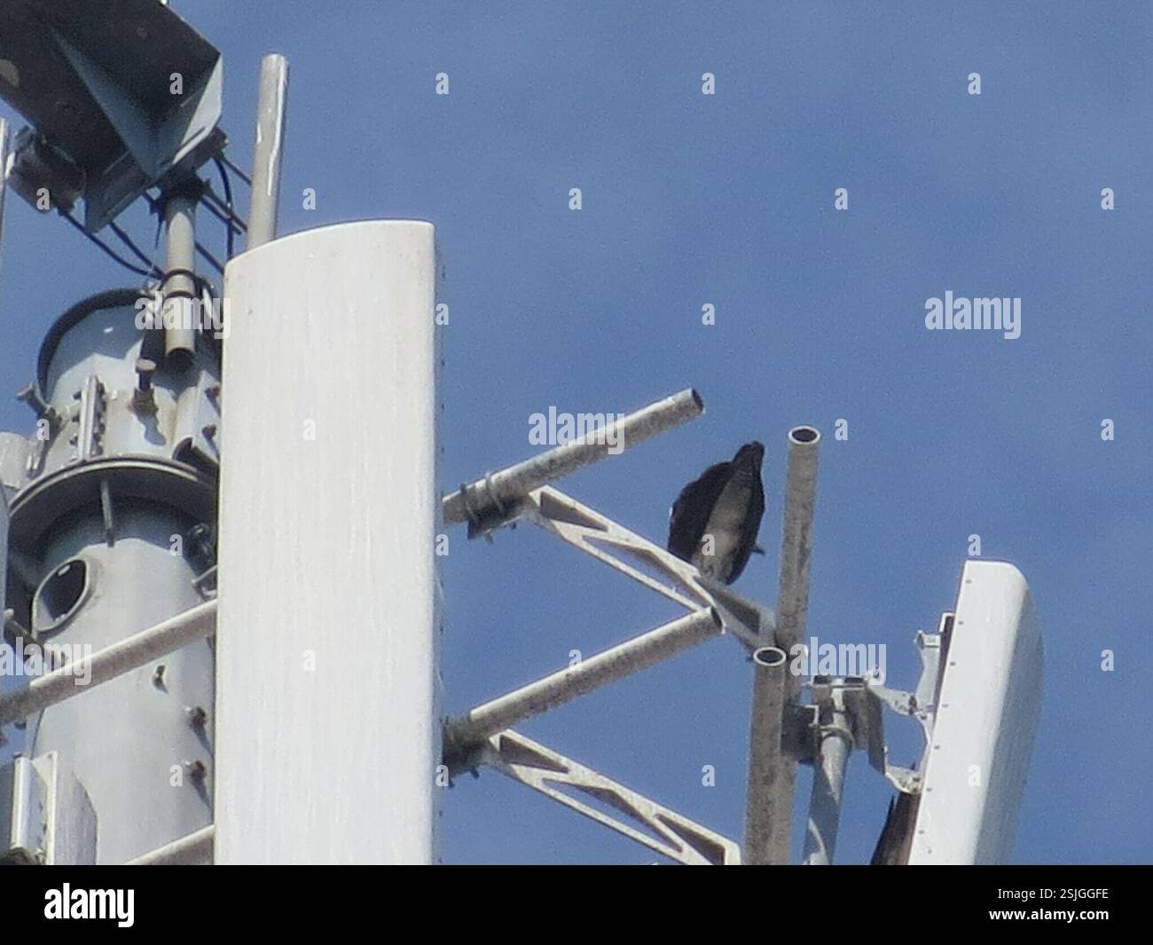 Osprey (Pandion haliaetus), Aves, Aldi cell phone tower, Savannah, GA ...