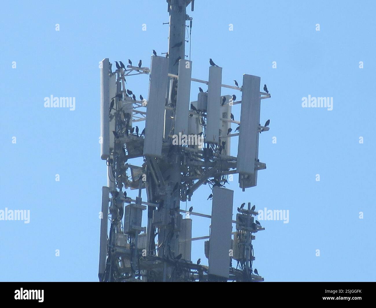 Boat-tailed Grackle (Quiscalus major), Aves, Aldi cell phone tower ...