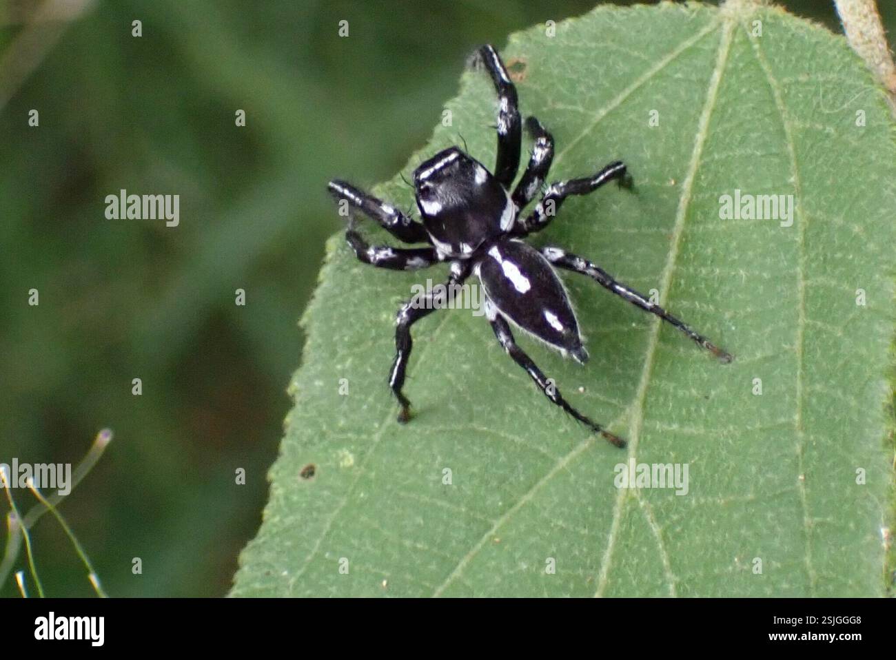 (Hyllus argyrotoxus), Arachnida, Sabiepark, Sabie Park, 1260, South ...