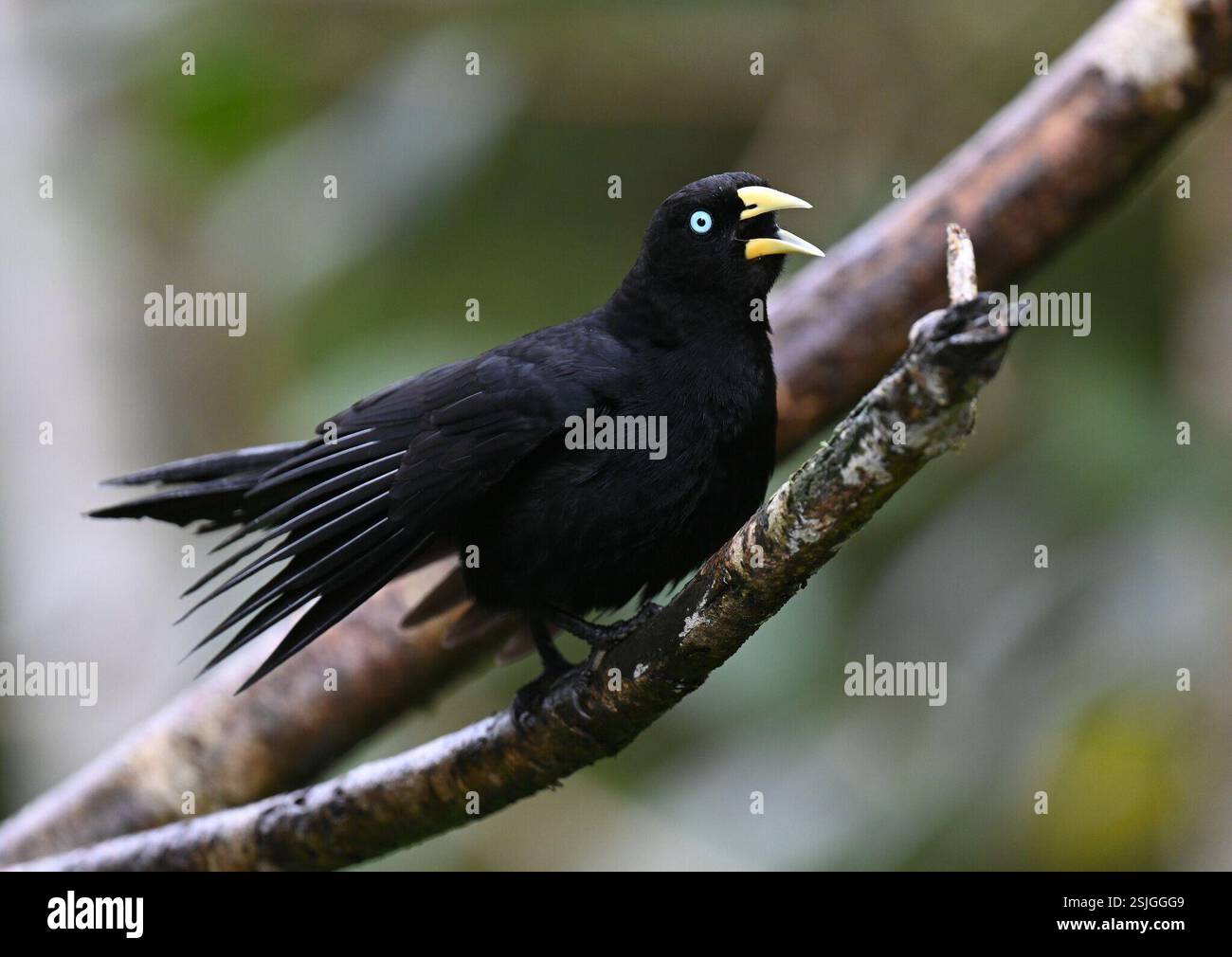 Scarlet-rumped Cacique (Cacicus uropygialis), Aves, Cabañas San Isidro ...