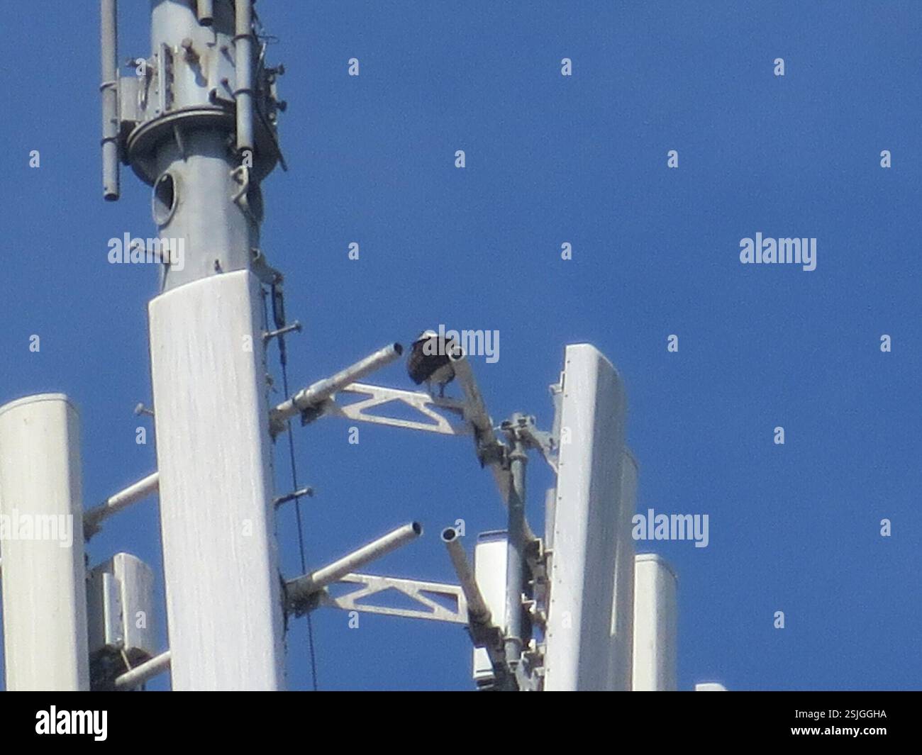 Osprey (Pandion haliaetus), Aves, Aldi cell phone tower, Savannah, GA ...
