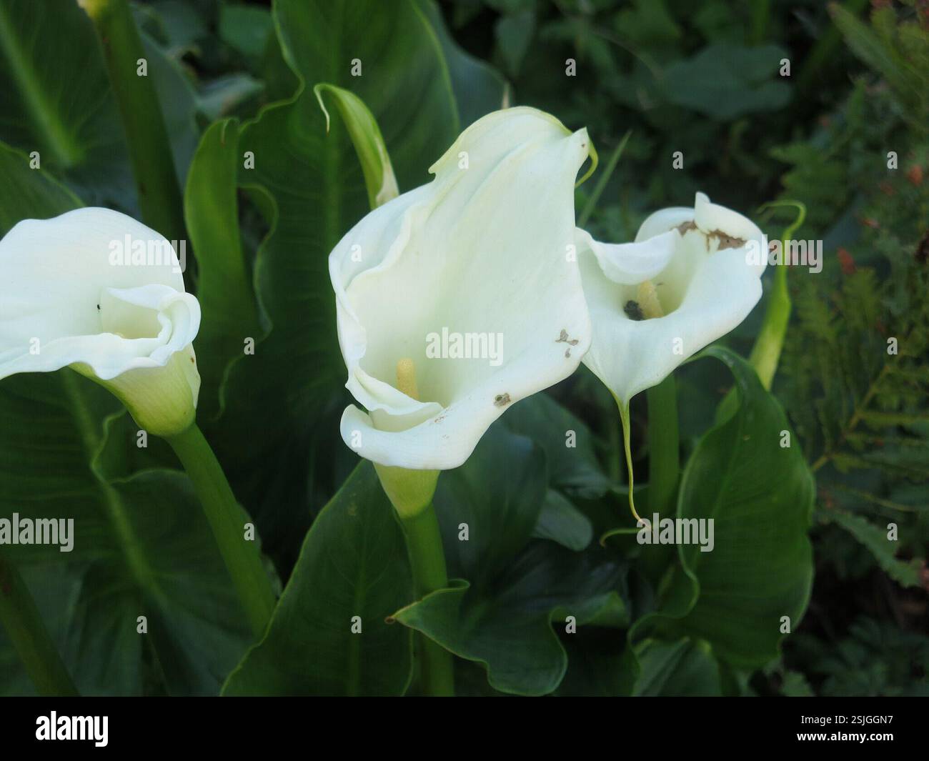 calla lily (Zantedeschia aethiopica), Plantae, Leisure Crest, Port ...